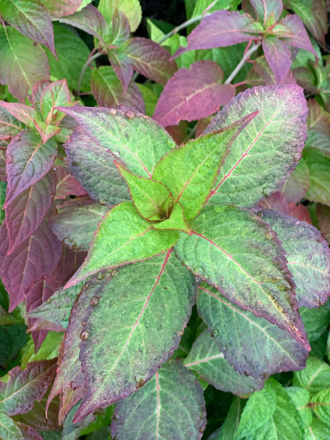 Buy Hydrangea serrata 'O amacha nishiki' Variegated Japanese Mountain ...
