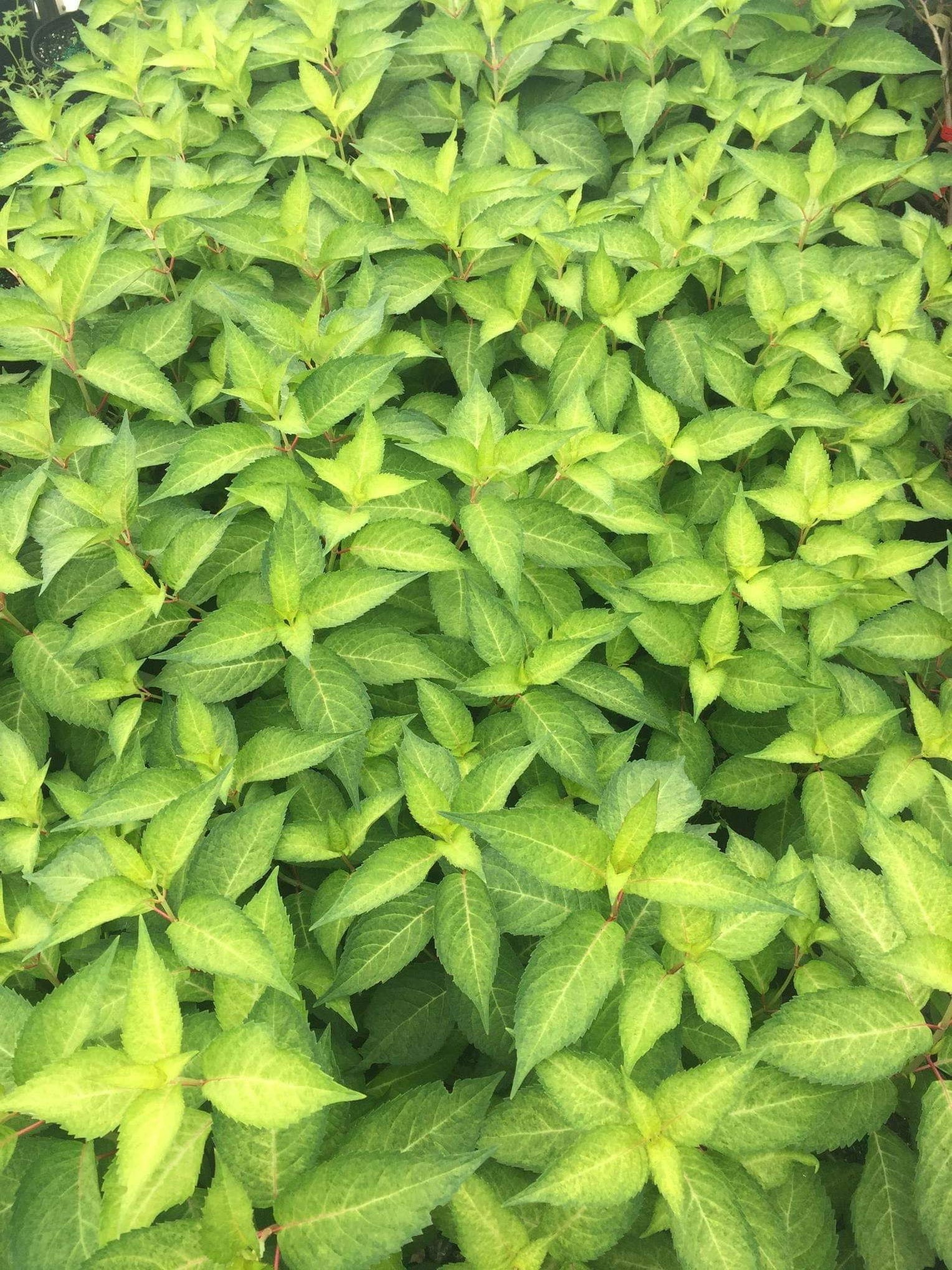 Buy Hydrangea serrata 'O amacha nishiki' Variegated Japanese Mountain ...