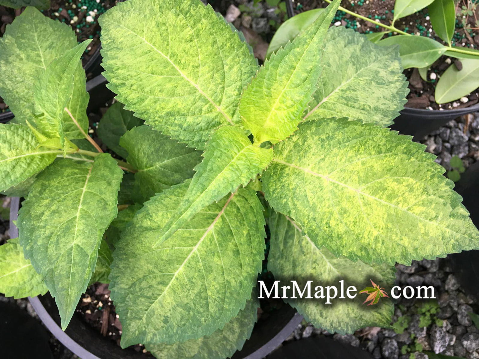 Buy Hydrangea serrata 'O amacha nishiki' Variegated Japanese Mountain ...