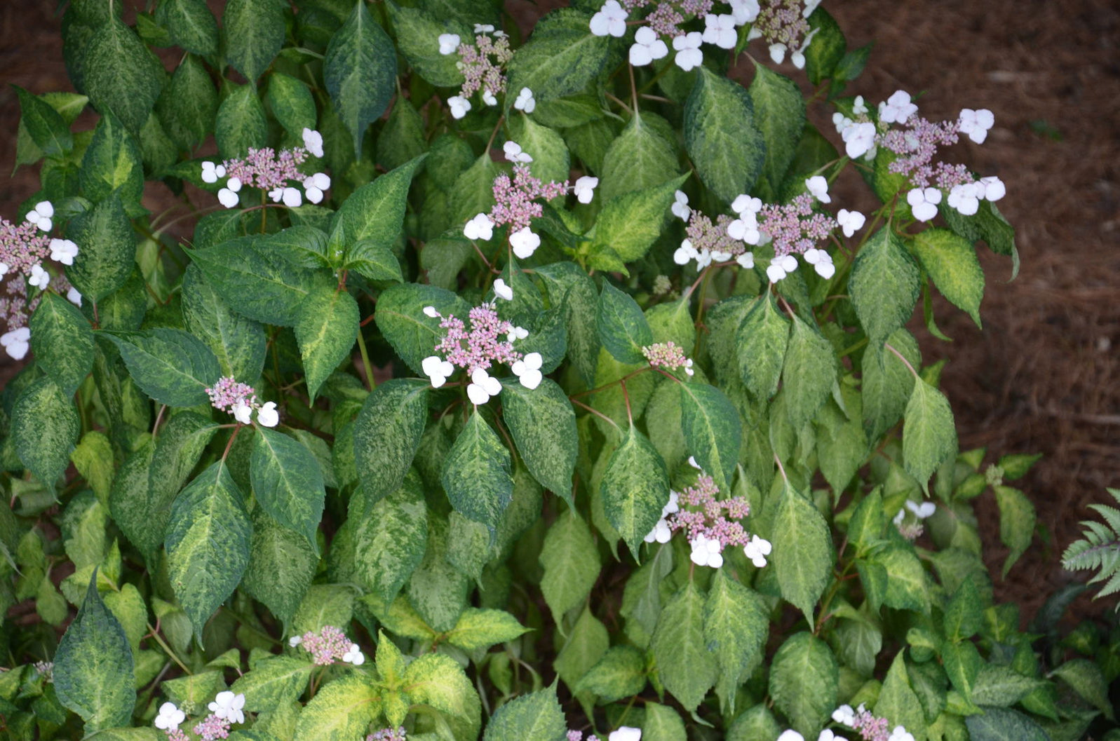 Buy Hydrangea serrata 'O amacha nishiki' Variegated Japanese Mountain ...