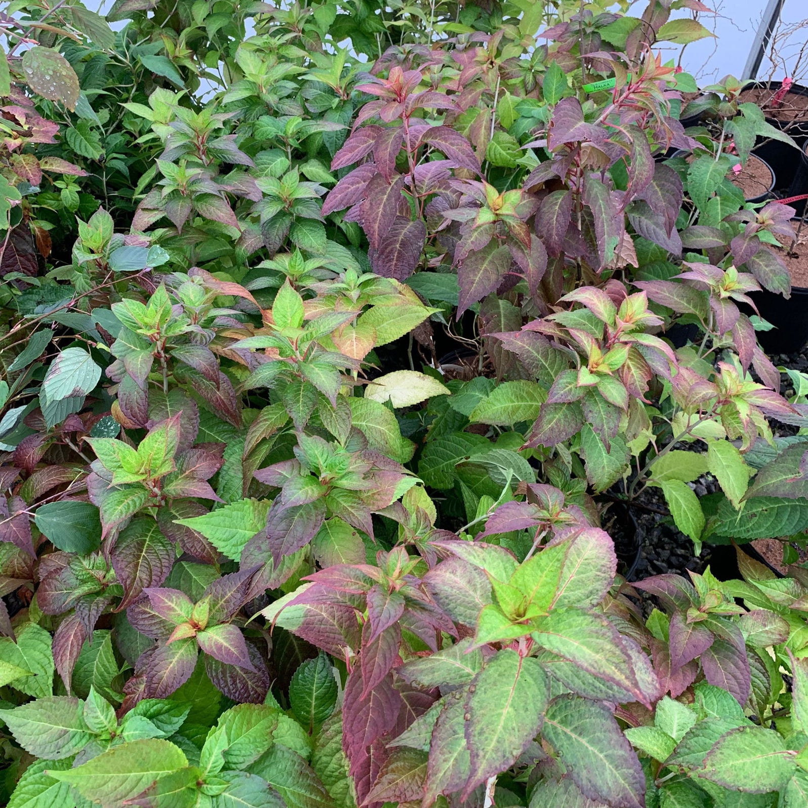 Buy Hydrangea serrata 'O amacha nishiki' Variegated Japanese Mountain ...