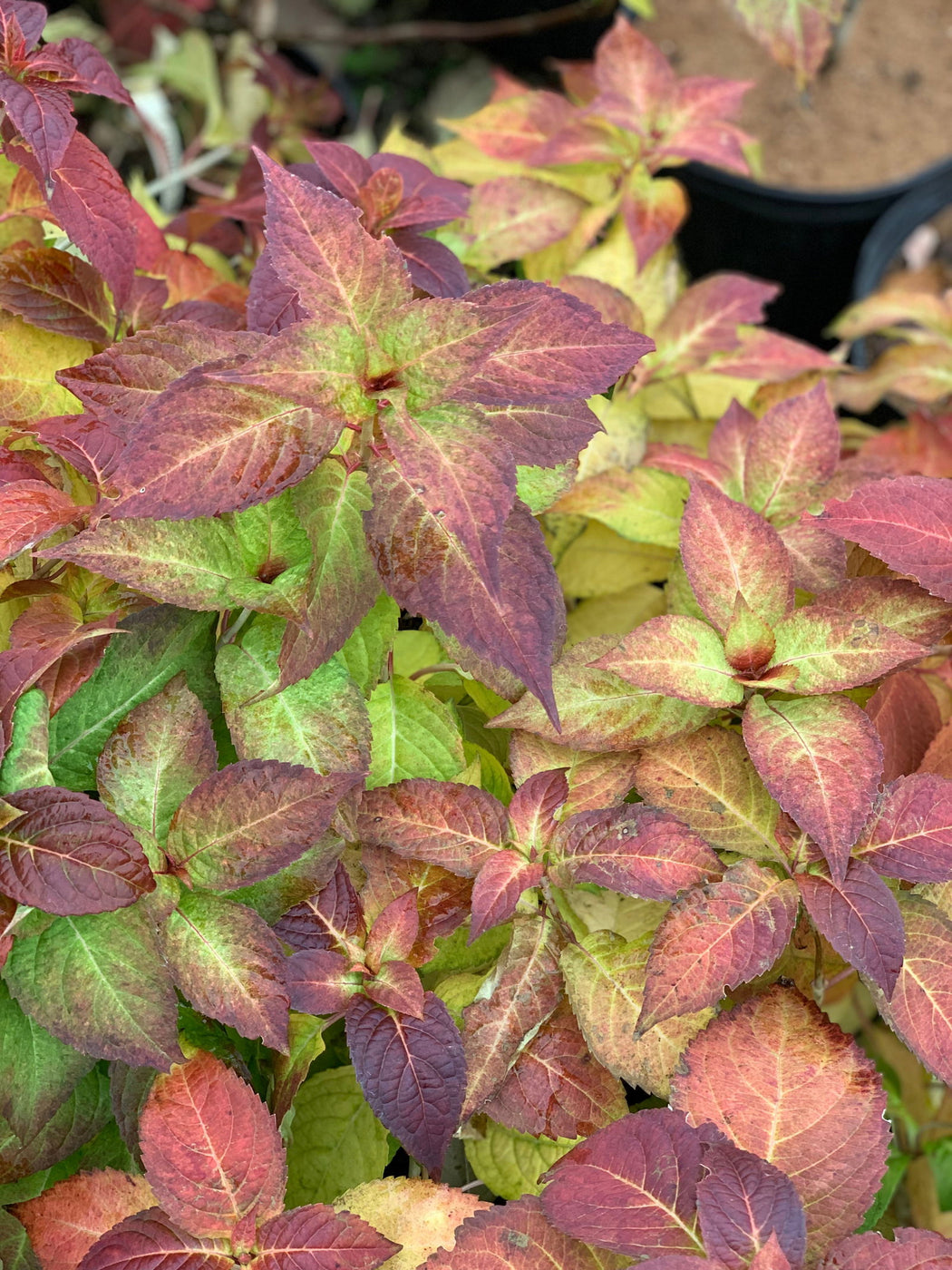 Buy Hydrangea serrata 'O amacha nishiki' Variegated Japanese Mountain ...