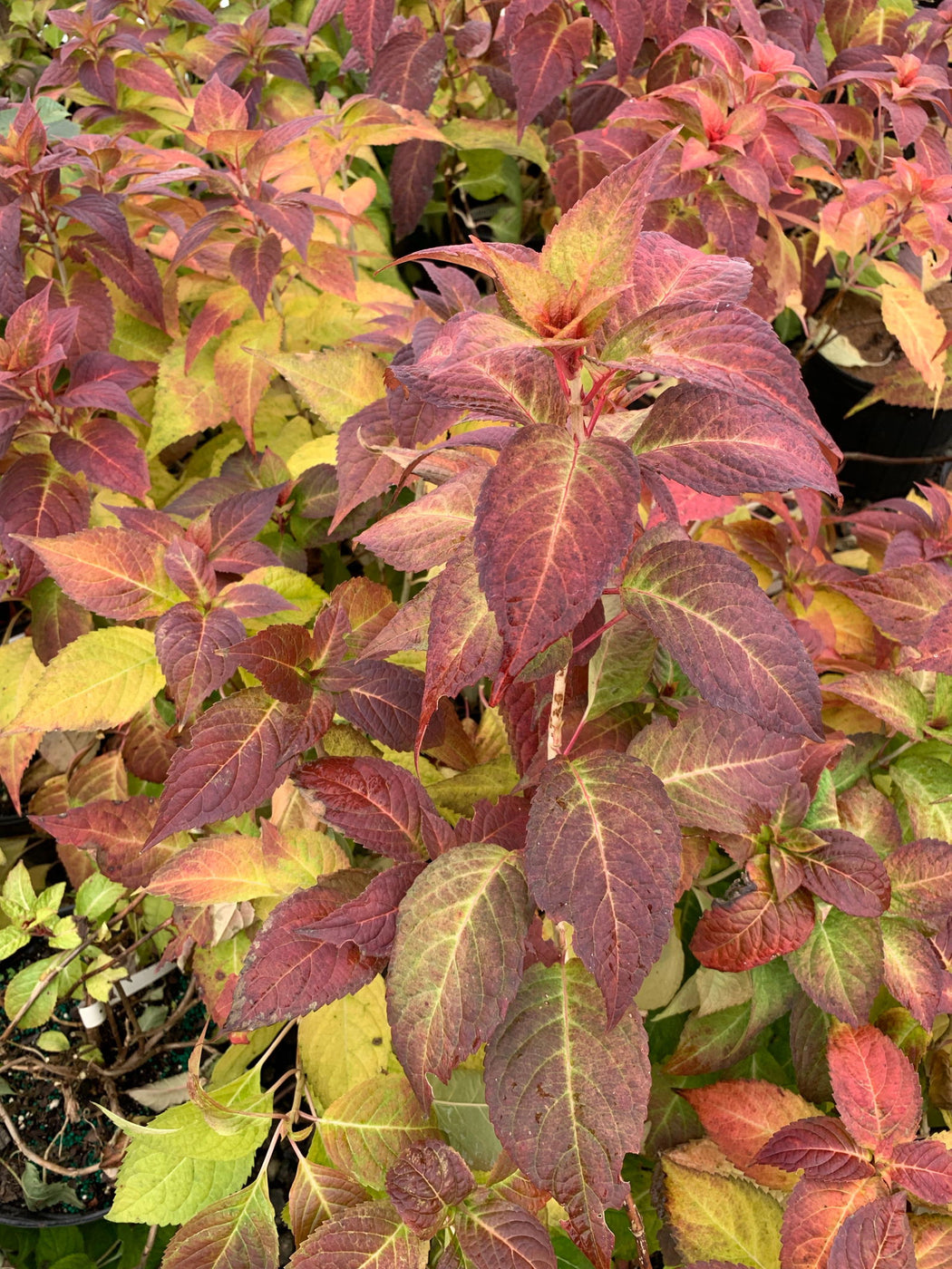 Buy Hydrangea serrata 'O amacha nishiki' Variegated Japanese Mountain ...