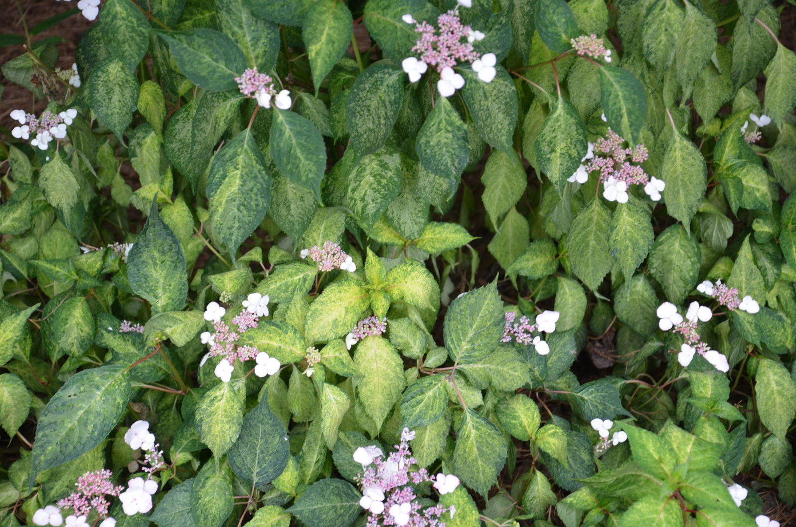Buy Hydrangea serrata 'O amacha nishiki' Variegated Japanese Mountain ...