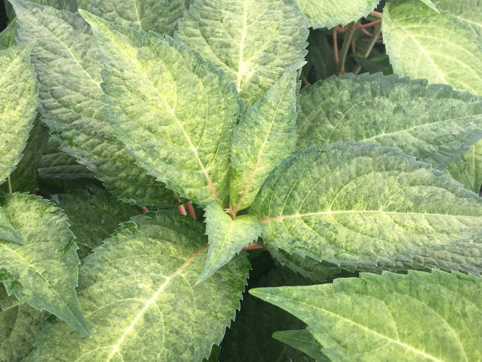 Buy Hydrangea serrata 'O amacha nishiki' Variegated Japanese Mountain ...