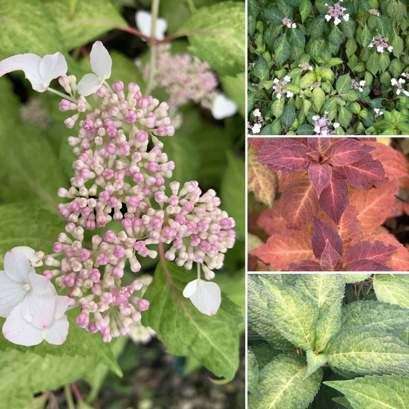 Buy Hydrangea serrata 'O amacha nishiki' Variegated Japanese Mountain ...