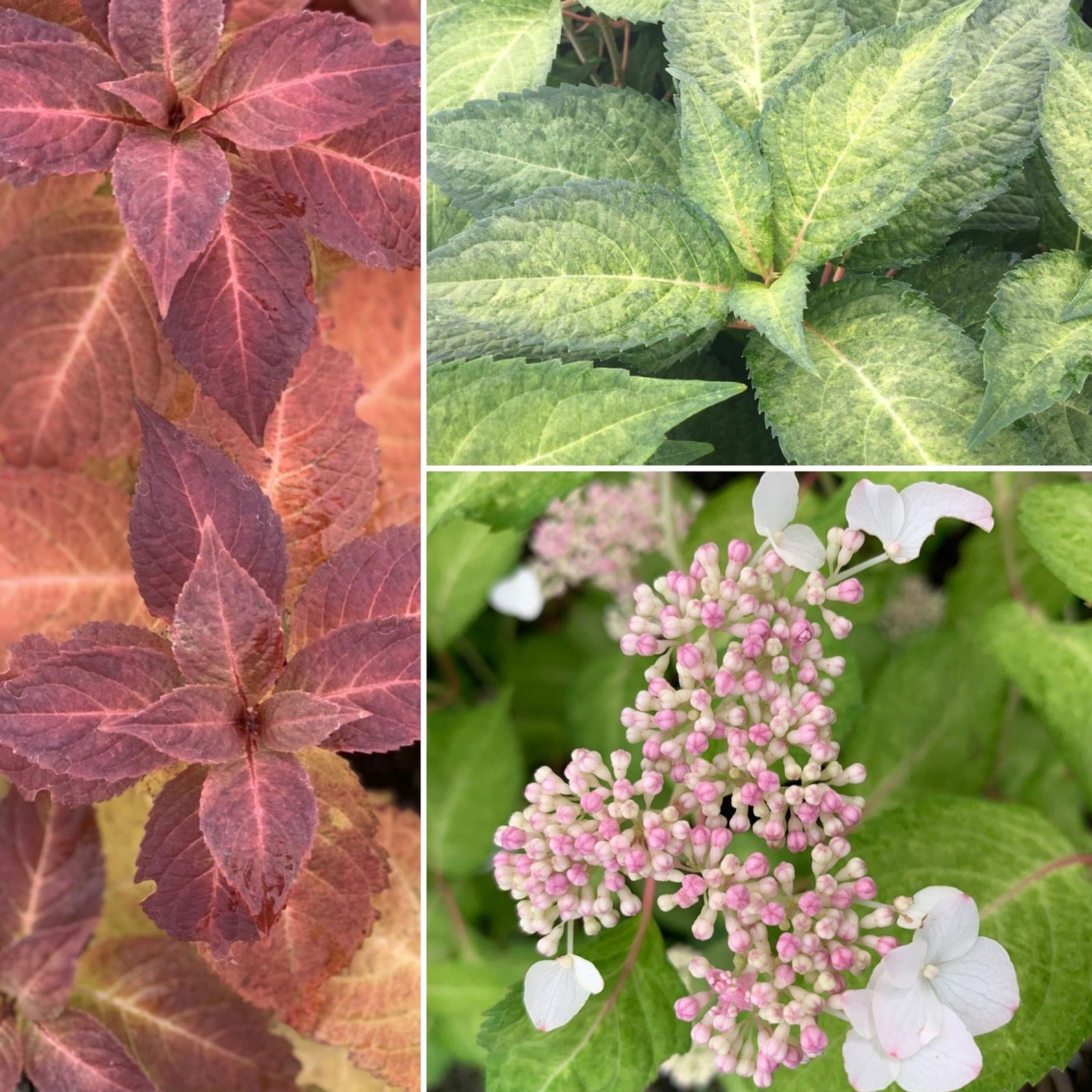 Buy Hydrangea serrata 'O amacha nishiki' Variegated Japanese Mountain ...