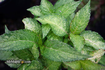 Buy Hydrangea serrata 'O amacha nishiki' Variegated Japanese Mountain ...