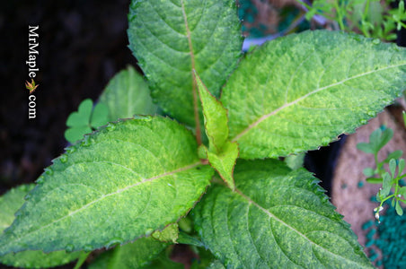 Buy Hydrangea serrata 'O amacha nishiki' Variegated Japanese Mountain ...