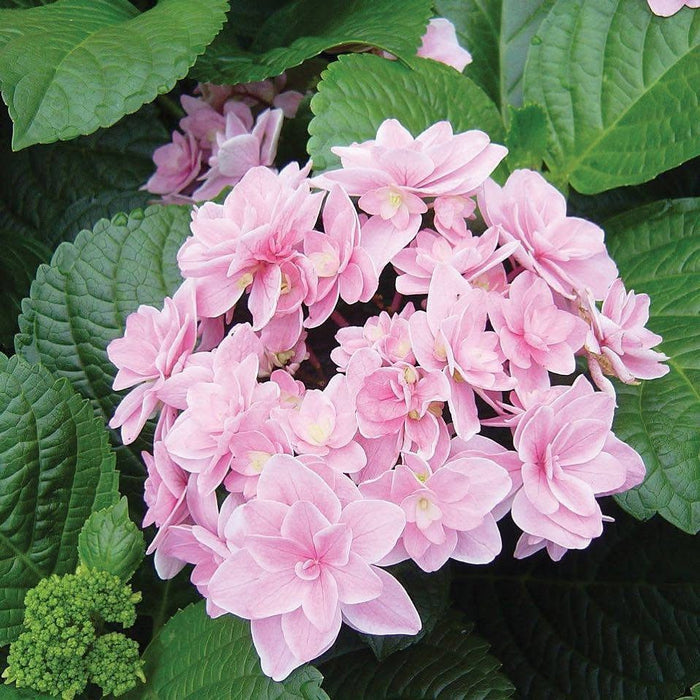 Buy Hydrangea macrophylla ‘Rosy Splendor’ Double Bloom Hydrangea — Mr ...