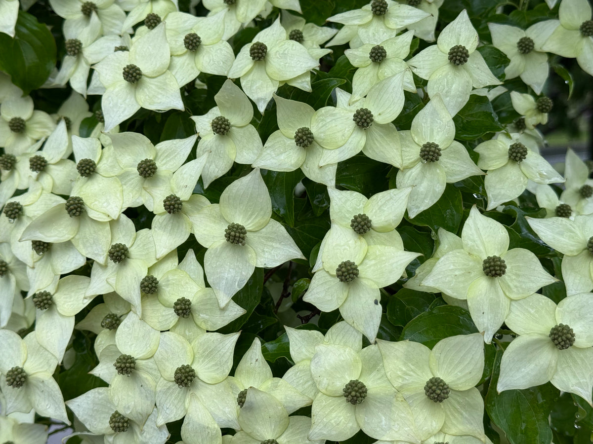 Buy Cornus kousa 'Cream Puff' White Flowering Korean Dogwood — Mr Maple ...
