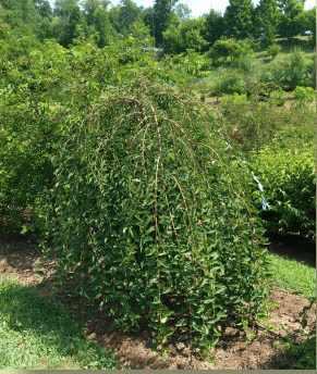 Buy Prunus 'Pink Cascade' Pink Flowering Cherry Tree — Mr Maple │ Buy ...