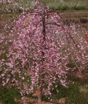 Buy Prunus 'Pink Cascade' Pink Flowering Cherry Tree — Mr Maple │ Buy ...