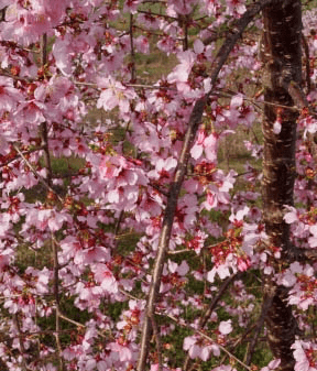 Buy Prunus 'Pink Cascade' Pink Flowering Cherry Tree — Mr Maple │ Buy ...