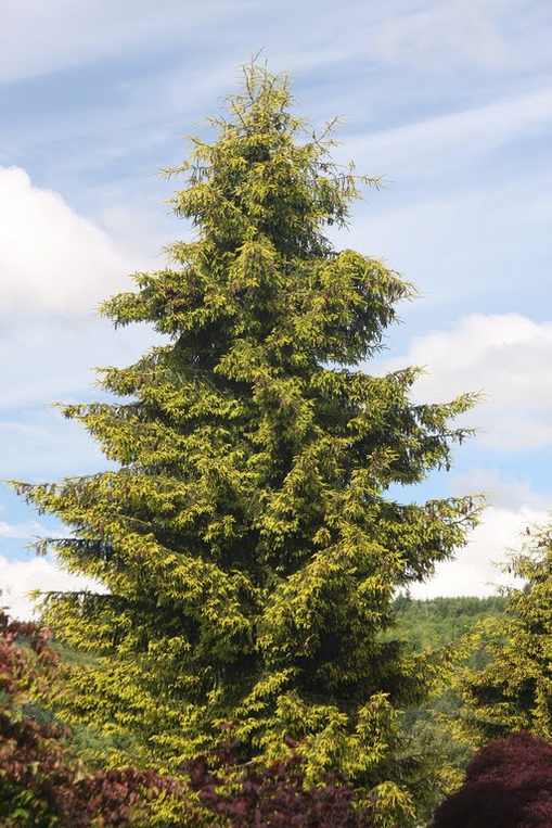Buy Picea orientalis 'Aureospicata' Yellow-Tipped Caucasian Spruce — Mr ...