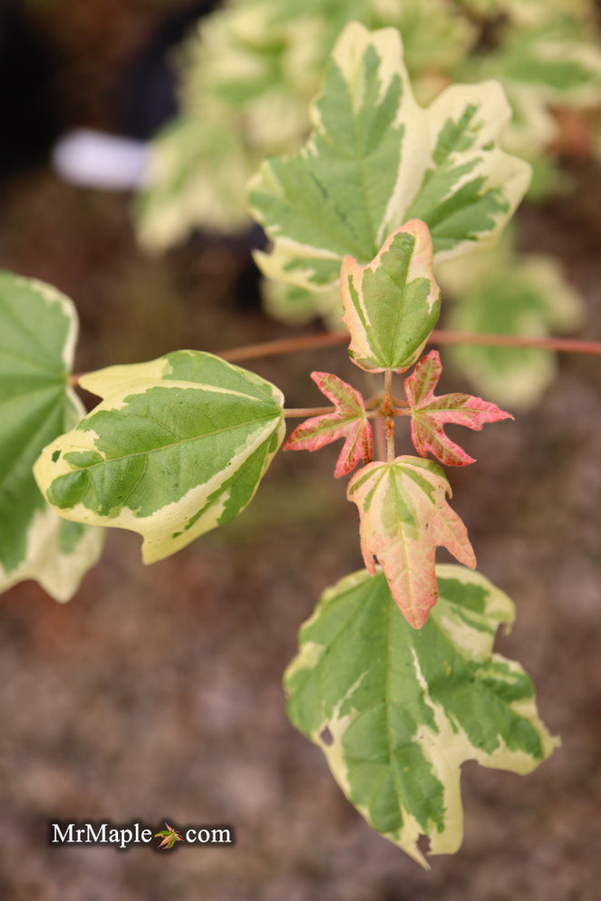 Buy Acer campestre 'Carnival' White Variegated Maple — Mr Maple │ Buy ...