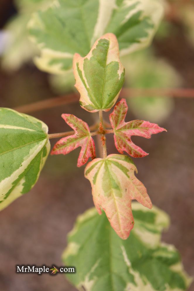 Buy Acer campestre 'Carnival' White Variegated Maple — Mr Maple │ Buy ...