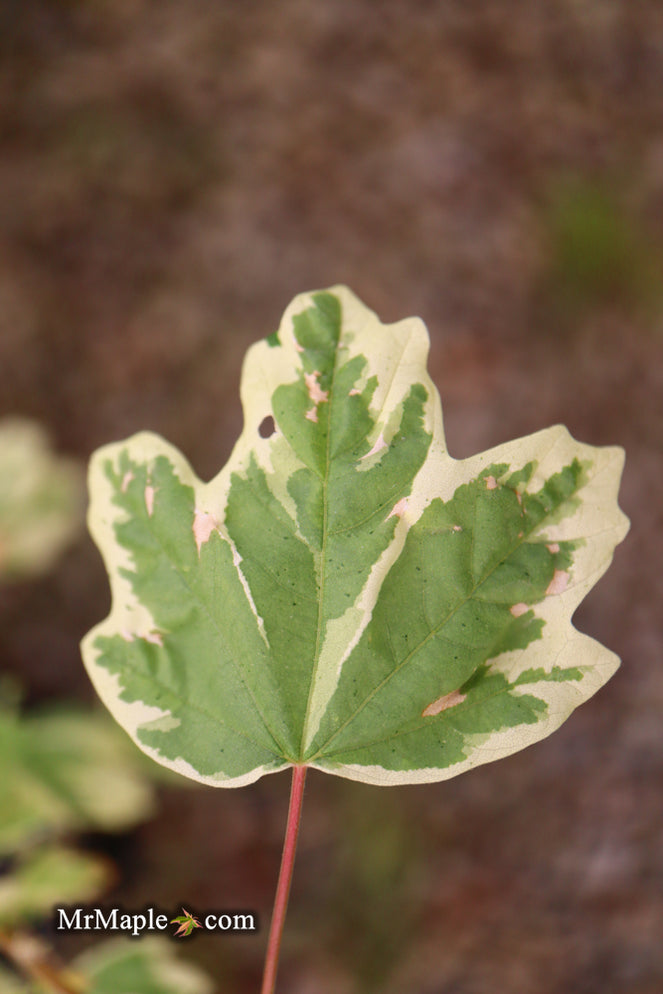 Buy Acer campestre 'Carnival' White Variegated Maple — Mr Maple │ Buy ...