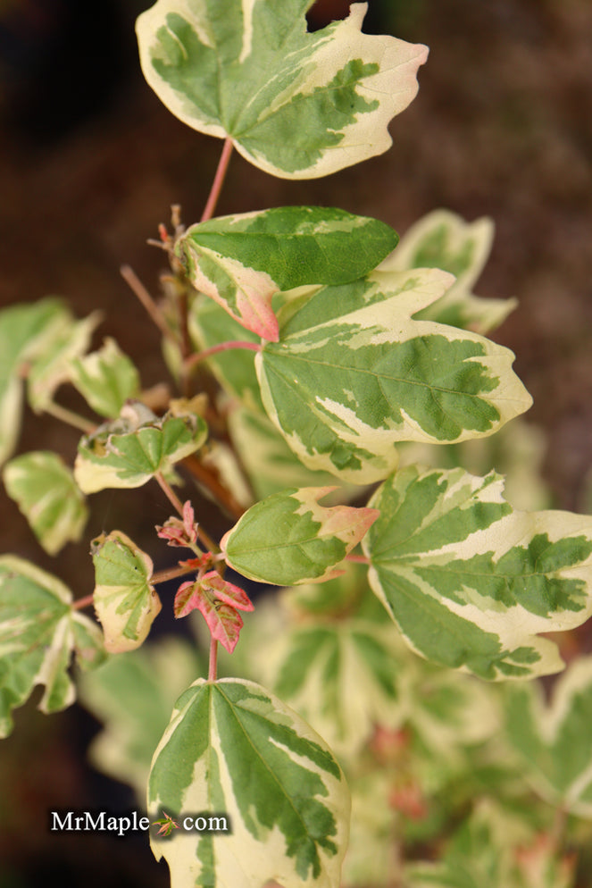 Buy Acer campestre 'Carnival' White Variegated Maple — Mr Maple │ Buy ...