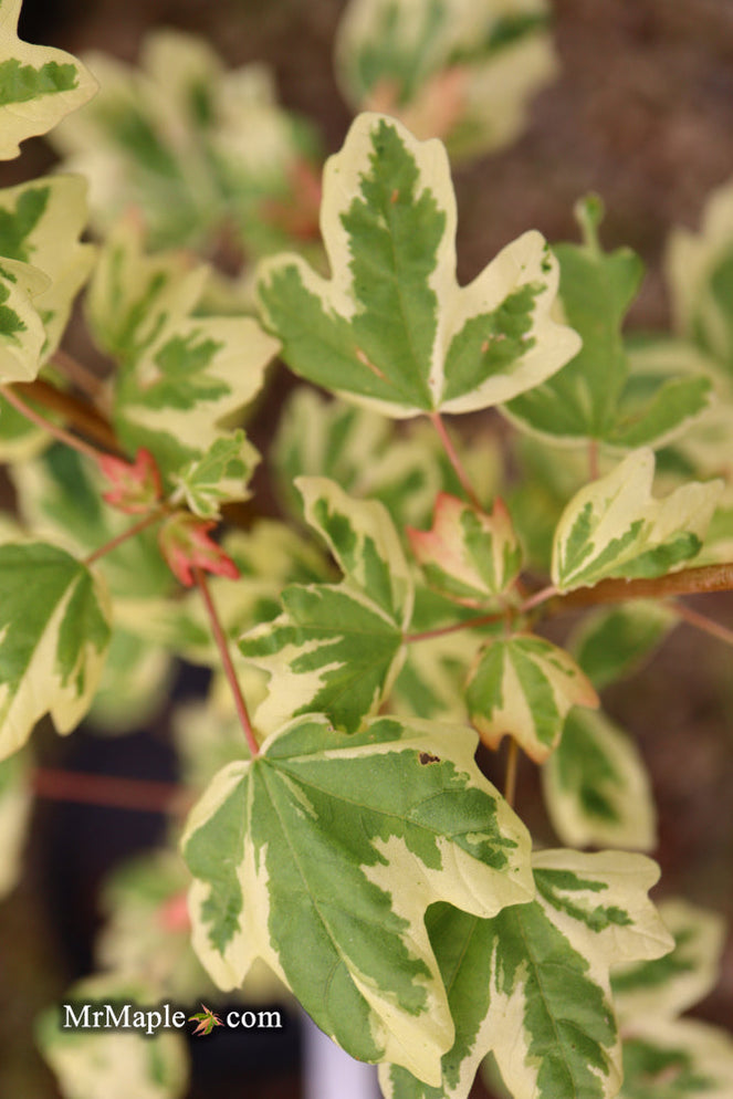 Buy Acer campestre 'Carnival' White Variegated Maple — Mr Maple │ Buy ...