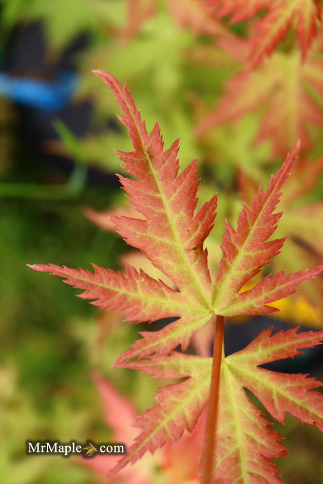 Buy Acer palmatum 'Ramona' Rare Japanese Maple — Mr Maple │ Buy ...