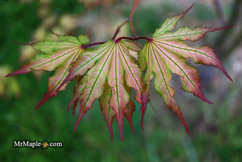 Buy Acer palmatum 'Firefly' Japanese Maple — Mr Maple │ Buy Japanese ...