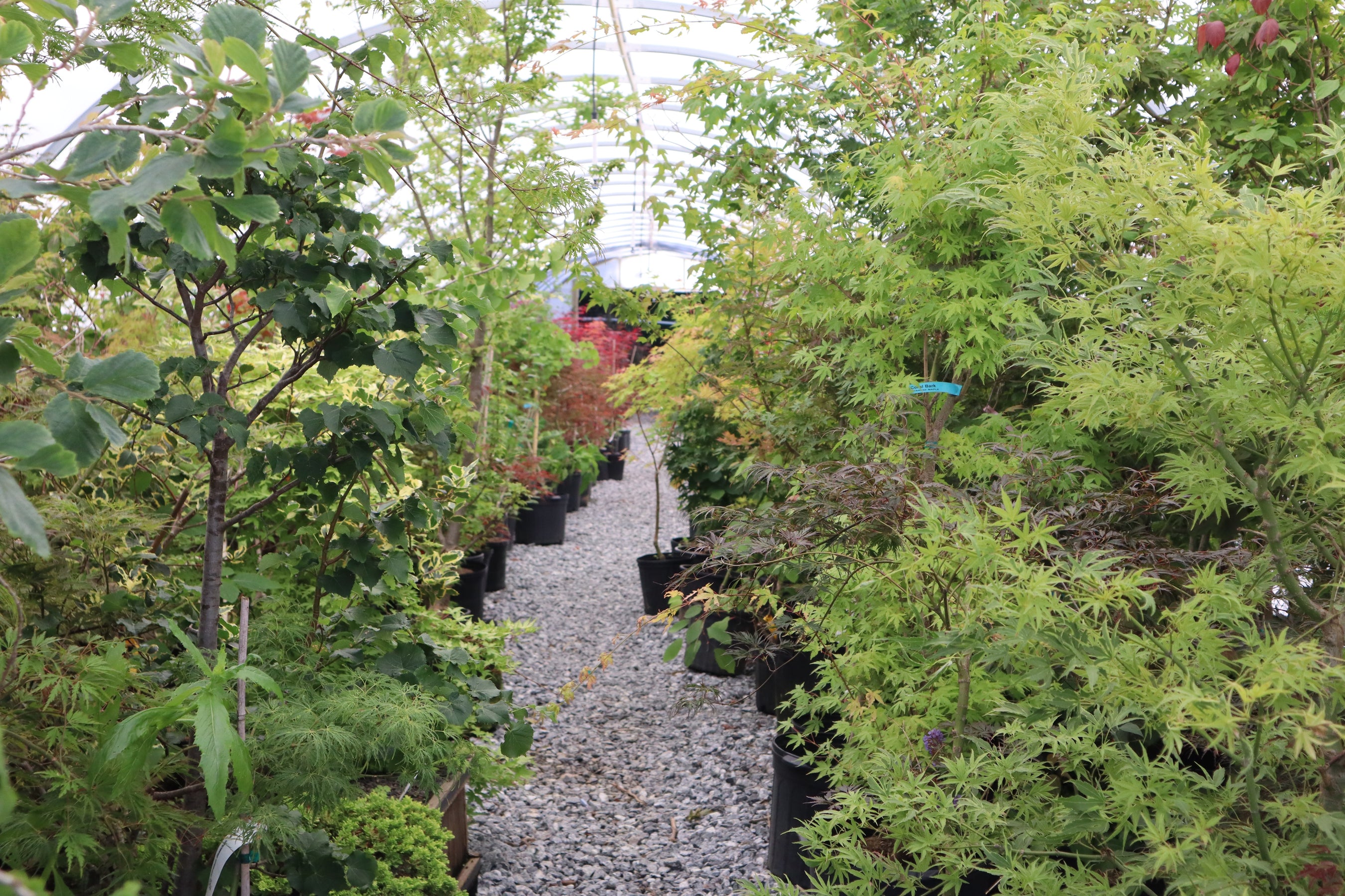 Buy Japanese Maples - MrMaple — Mr Maple │ Buy Japanese Maple Trees