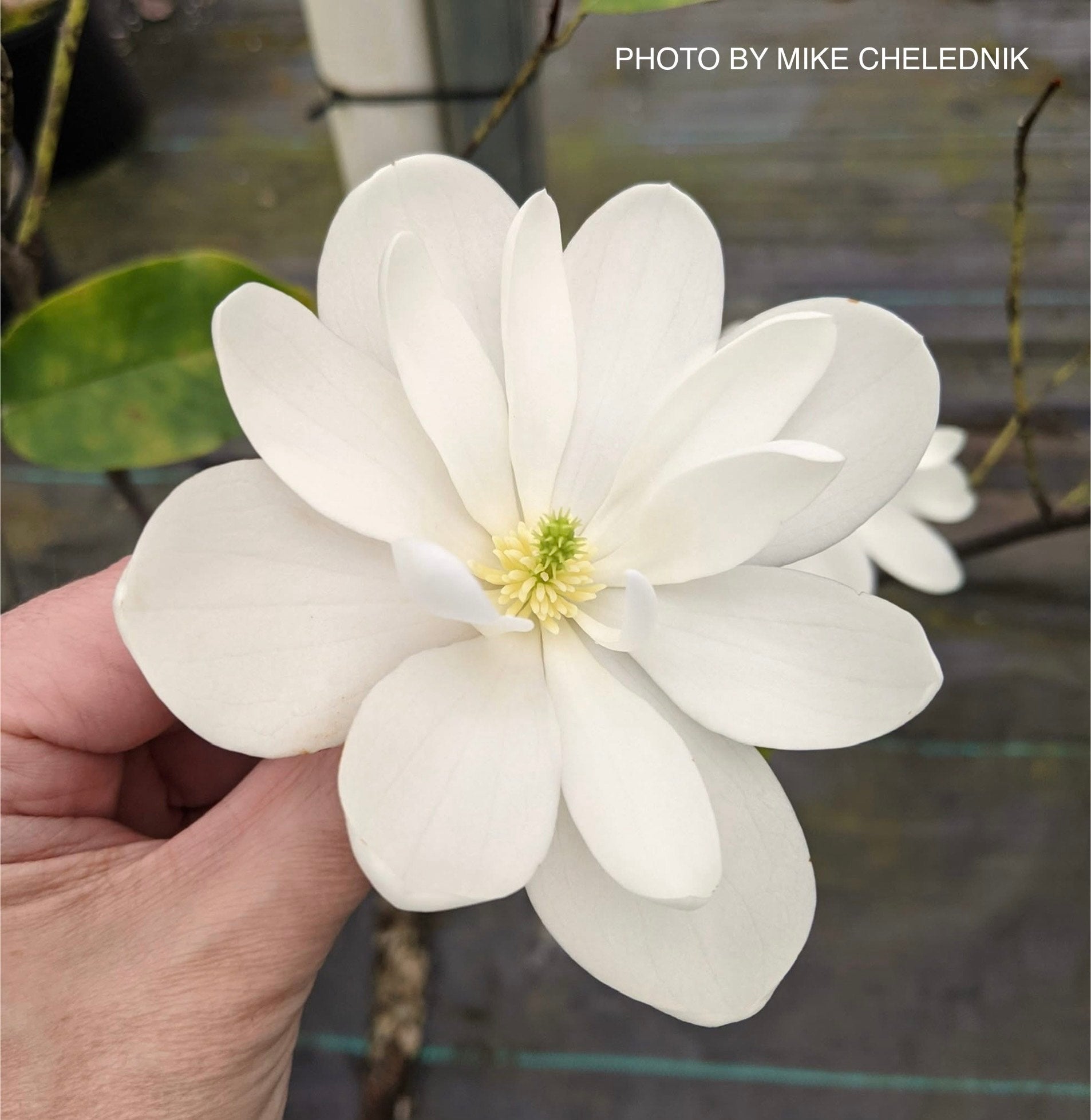 Buy Magnolia X 'Inspiration' Evergreen Magnolia — Mr Maple │ Buy ...