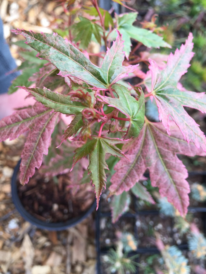Buy Acer palmatum 'Edna Bergman' Japanese Maple — Mr Maple │ Buy ...