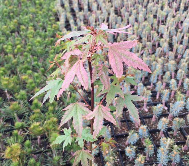 Buy Acer palmatum 'Edna Bergman' Japanese Maple — Mr Maple │ Buy ...