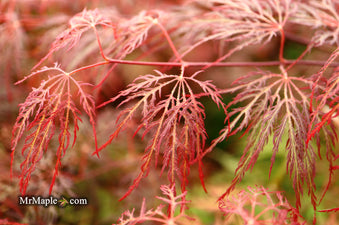 Buy Acer palmatum 'Red Filigree Lace' Dwarf Japanese Maple — Mr Maple ...
