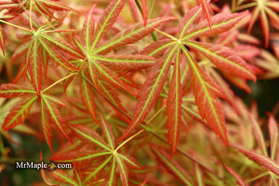 Buy Acer shirasawanum 'Bronze Age' Bronze Full Moon Japanese Maple — Mr ...