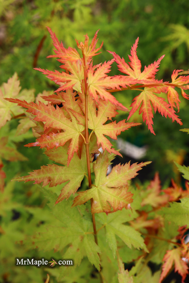 Buy Acer palmatum 'Ramona' Rare Japanese Maple — Mr Maple │ Buy ...