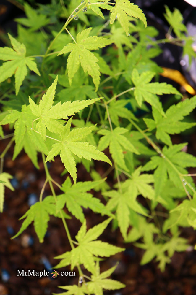 Buy Acer palmatum 'Ryusen' Japanese Maple — Mr Maple │ Buy Japanese ...