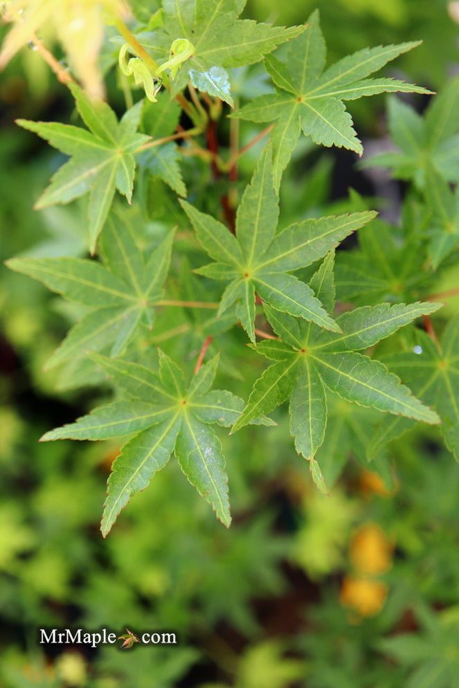 Buy Acer palmatum 'Ryusen' Japanese Maple — Mr Maple │ Buy Japanese ...