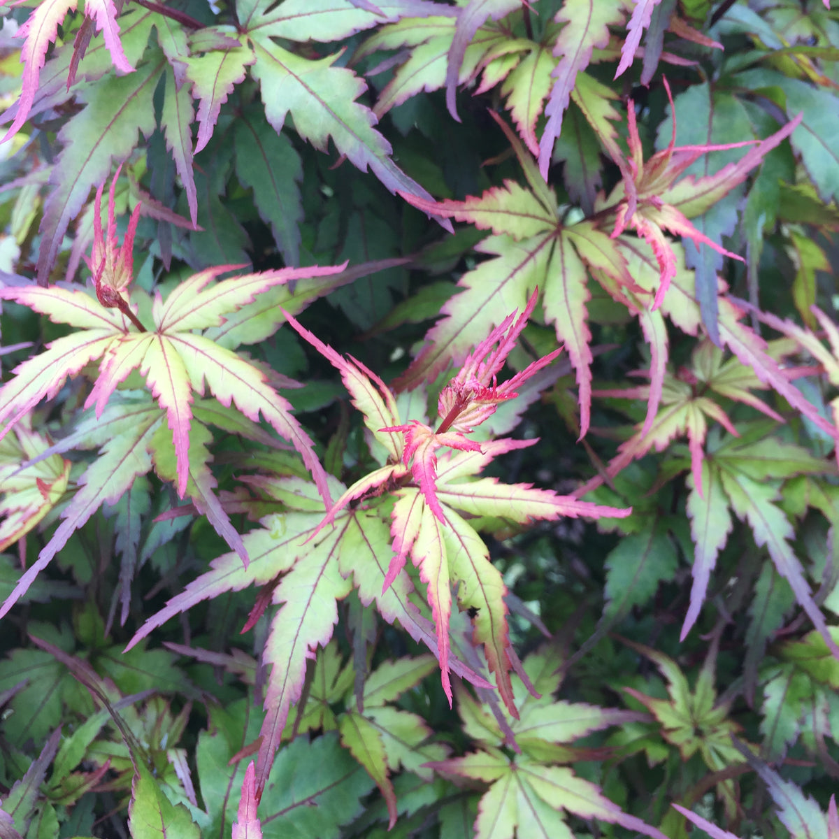 Buy Acer palmatum 'Angel the Prince' Japanese Maple — Mr Maple │ Buy ...