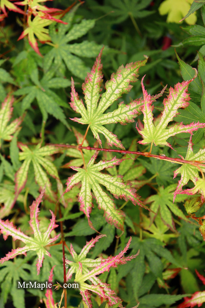 Buy Acer palmatum 'Phantom Flame' Japanese Maple — Mr Maple │ Buy ...