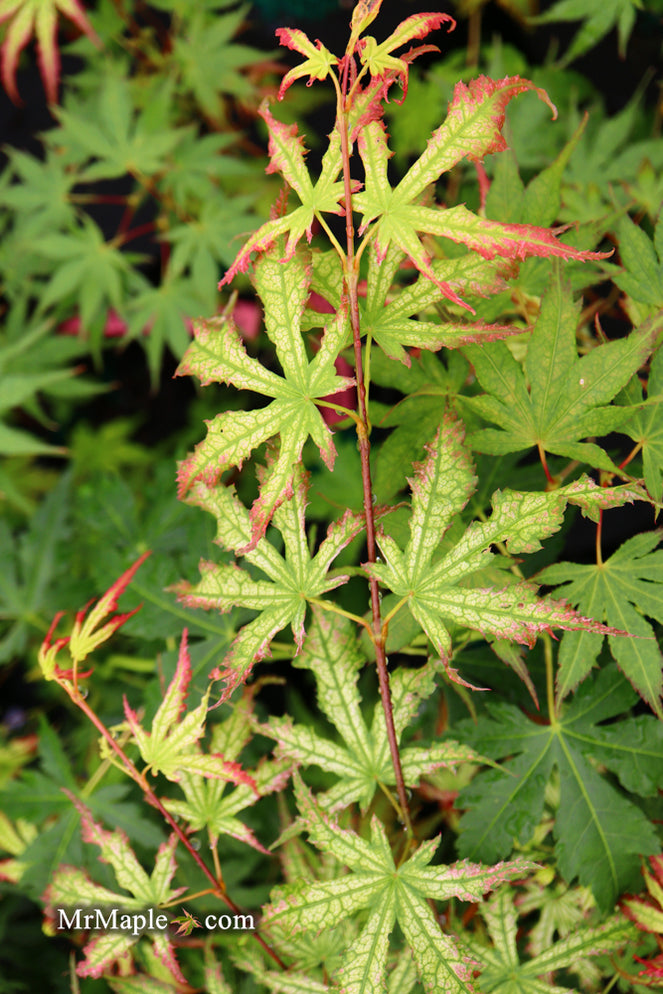 Buy Acer palmatum 'Phantom Flame' Japanese Maple — Mr Maple │ Buy ...