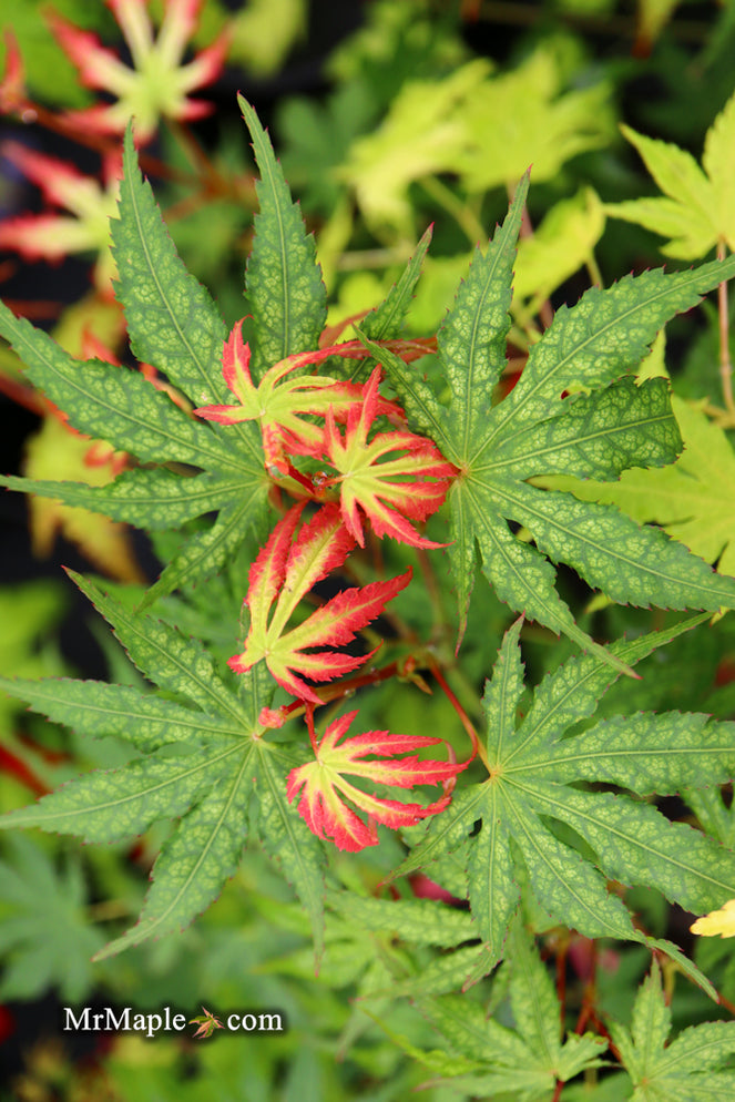 Buy Acer palmatum 'Phantom Flame' Japanese Maple — Mr Maple │ Buy ...