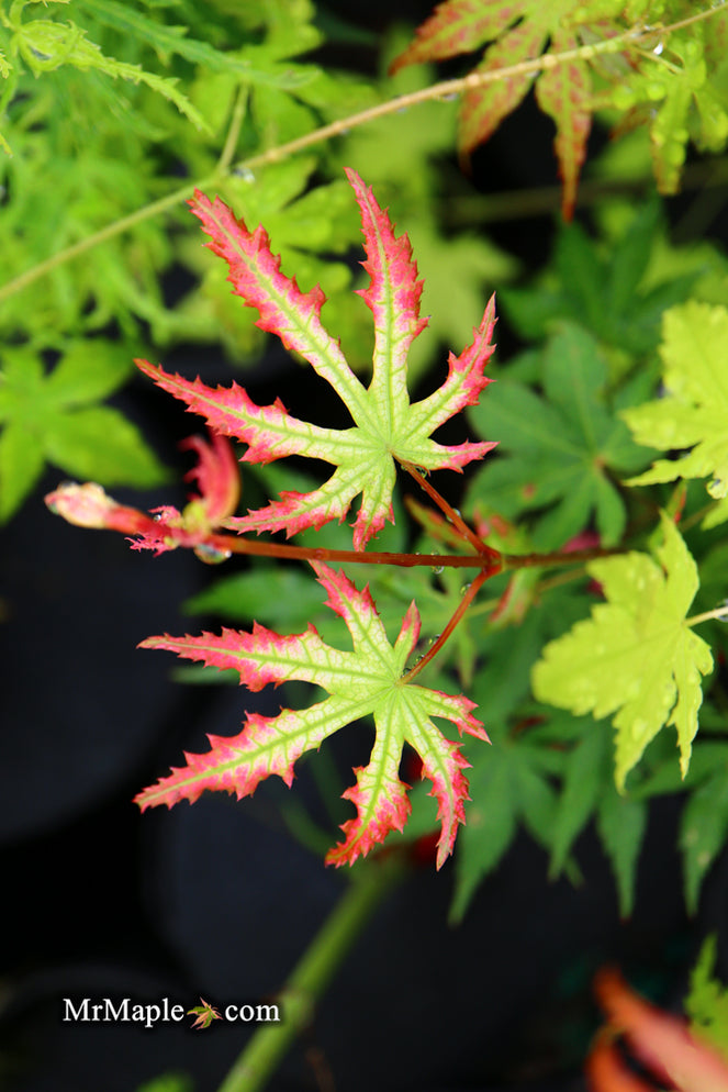 Buy Acer palmatum 'Phantom Flame' Japanese Maple — Mr Maple │ Buy ...