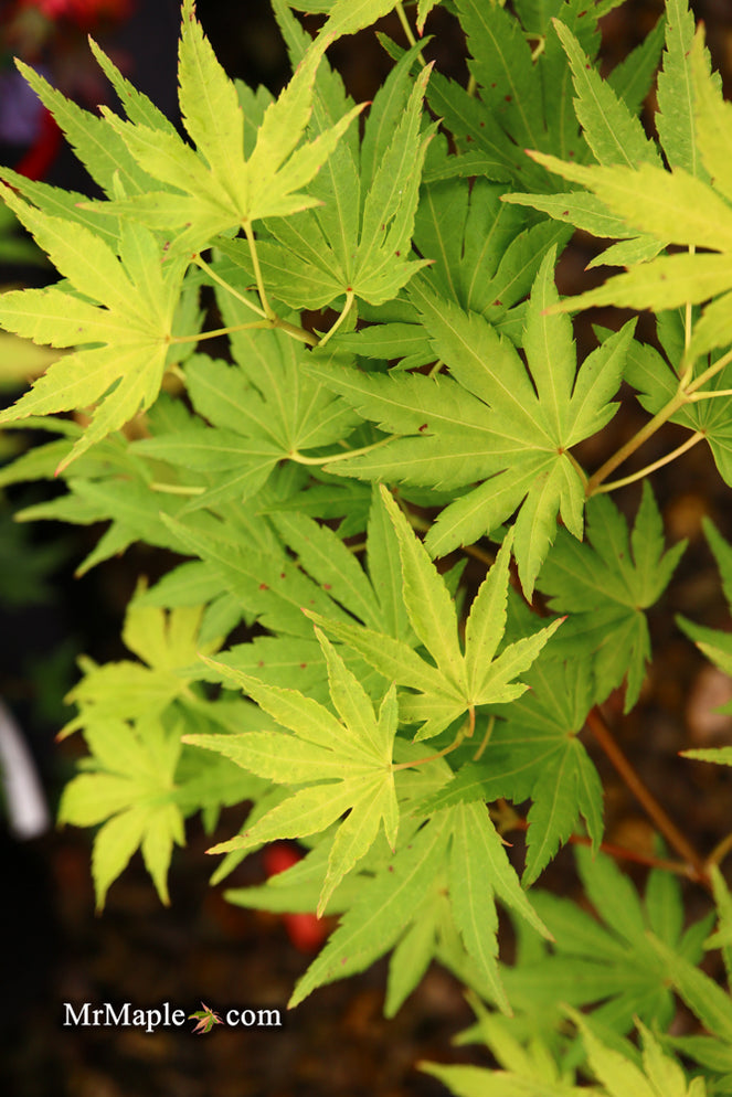 Buy Acer palmatum 'Orange Dream' Japanese Maple — Mr Maple │ Buy ...