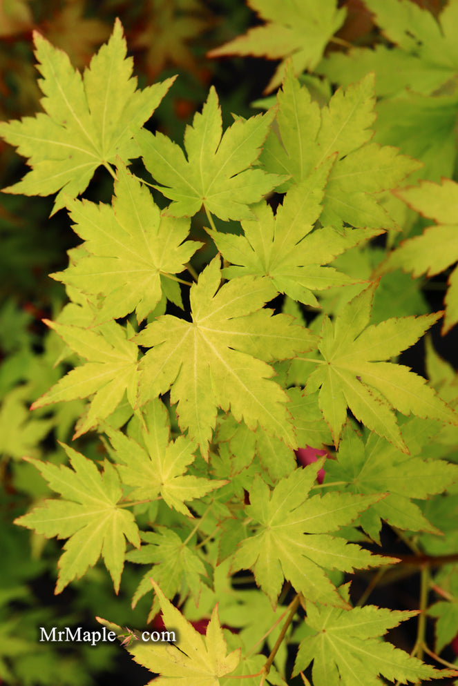 Buy Acer palmatum 'Orange Dream' Japanese Maple — Mr Maple │ Buy ...