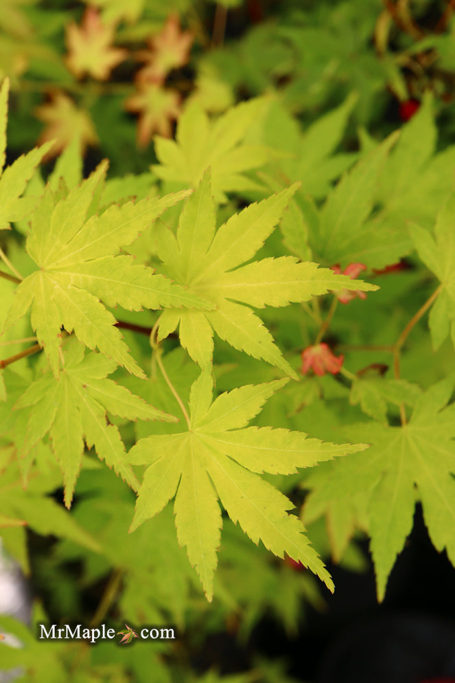 Buy Acer palmatum 'Orange Dream' Japanese Maple — Mr Maple │ Buy ...