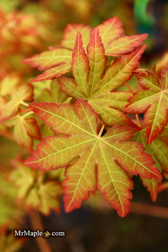 Buy-Acer palmatum 'Gold Digger' Yellow Coral Bark Japanese Maple — Mr ...