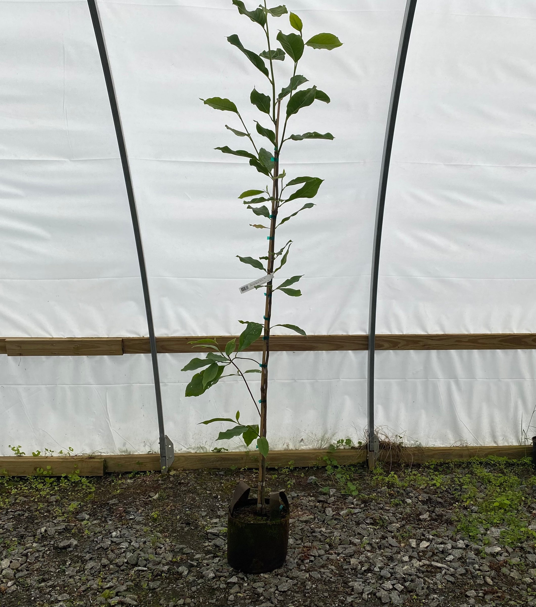 Magnolia x soulangeana 'Rustica Rubra' Chinese Magnolia — Mr Maple ...