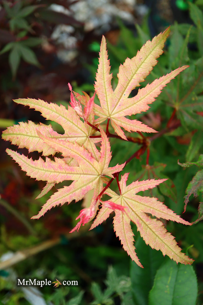 Buy Acer palmatum 'Amber Ghost' Japanese Maple — Mr Maple │ Buy ...
