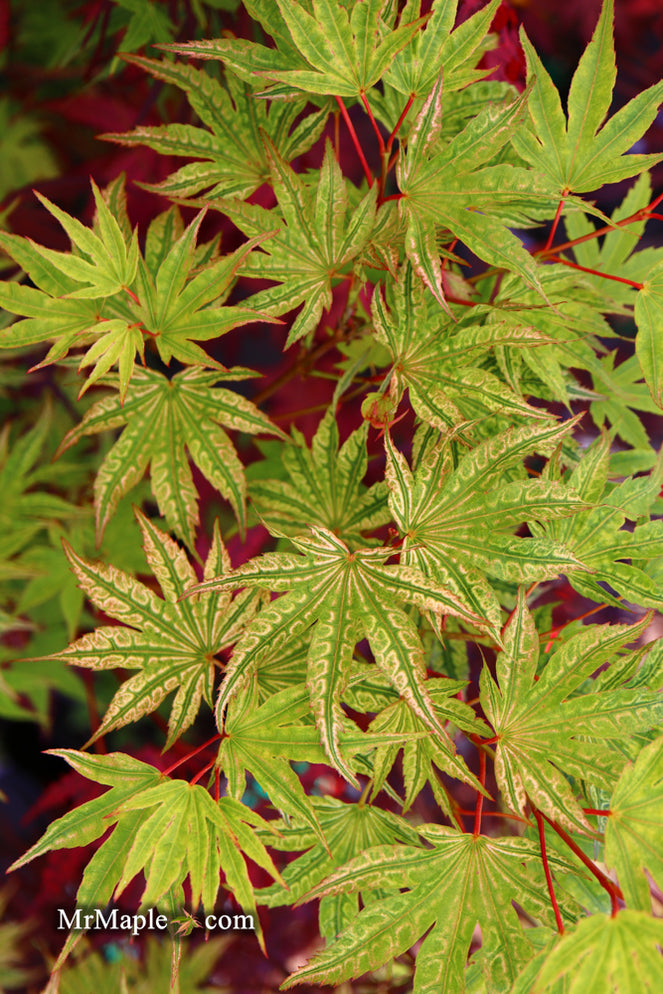 Buy Acer palmatum 'Ikandi' Japanese Maple — Mr Maple │ Buy Japanese ...