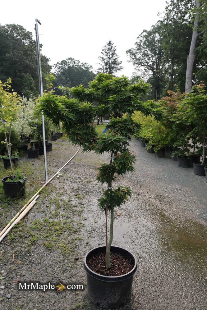 FOR PICKUP ONLY | Specimen Japanese Maples — Mr Maple │ Buy Japanese ...