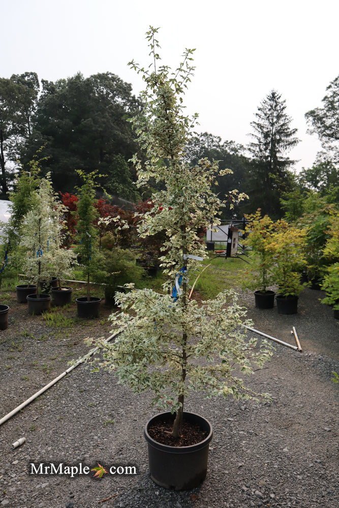 Buy Acer campestre 'Carnival' White Variegated Maple — Mr Maple │ Buy ...