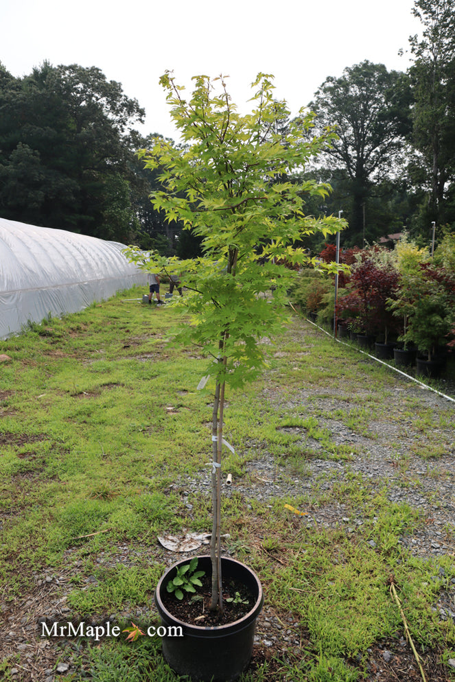 Buy Acer palmatum 'Summer Gold' Japanese Maple — Mr Maple │ Buy ...